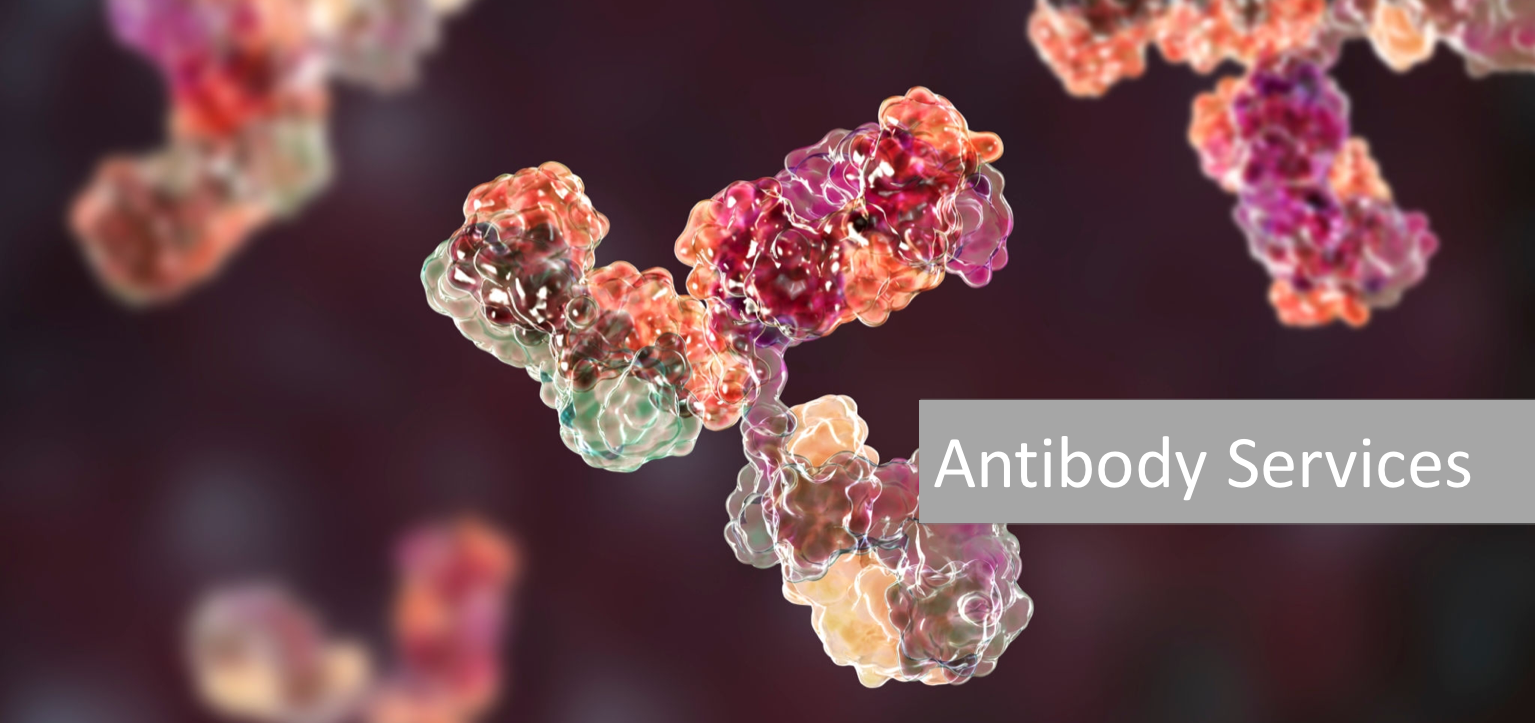 Antibody Development – Boston Molecules