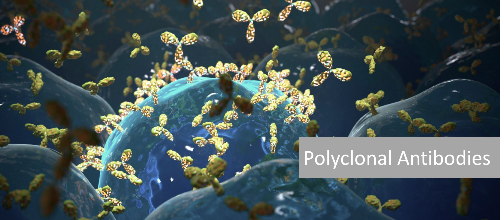 Rabbit Polyclonal – Boston Molecules